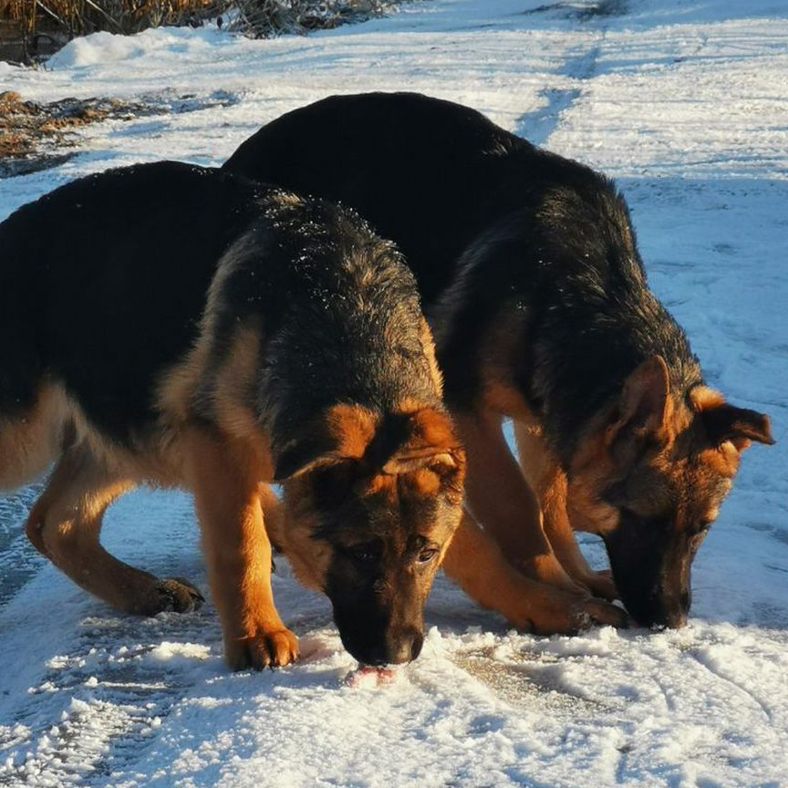 Немецкая овчарка, щенок