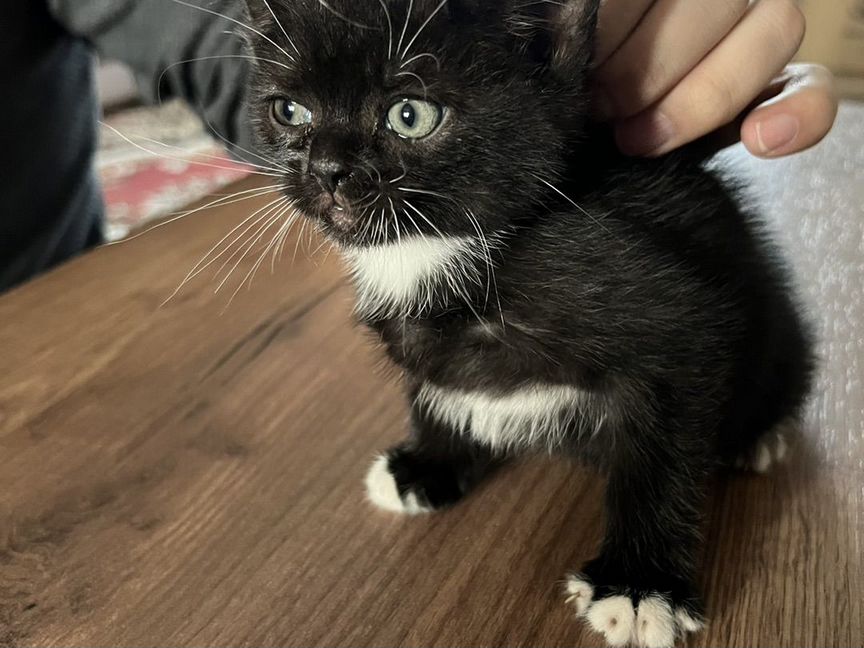 Кошки