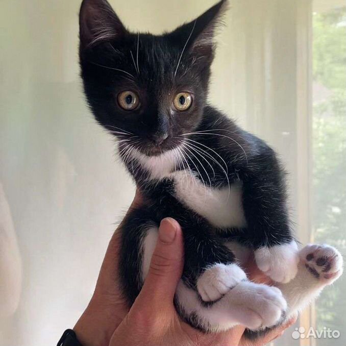 Шилопопый котик в добрые руки