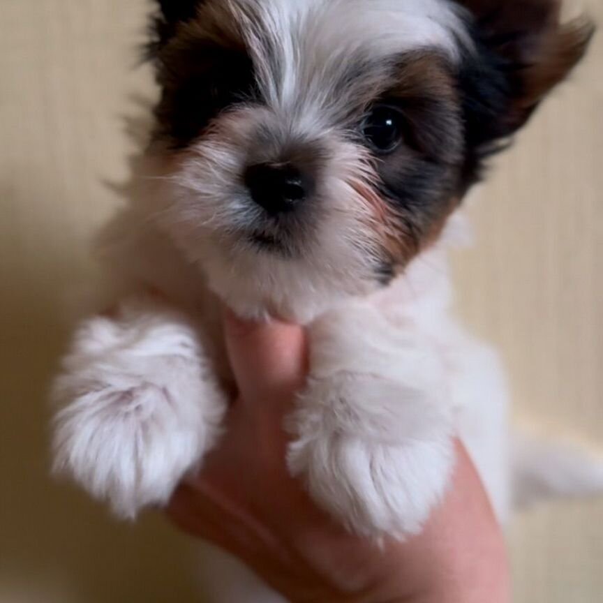 Красивый мальчик