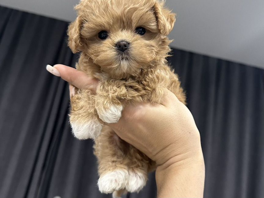 Мальтипу f1 micro