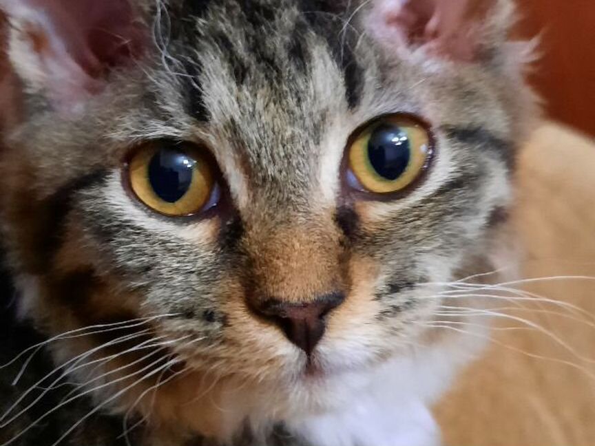 Кошка кудрявая