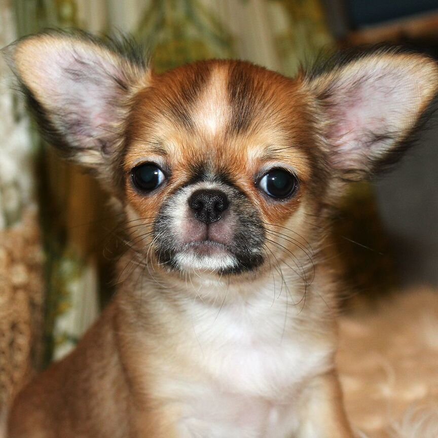 Длинношерстный мальчик чих