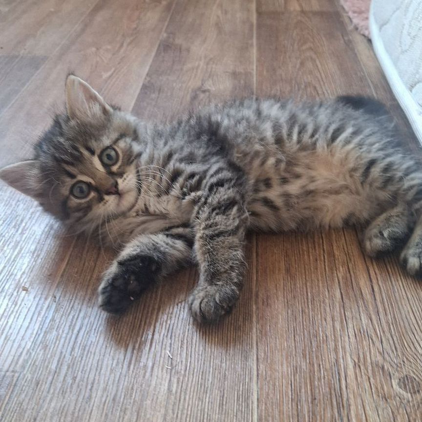 Котёнок в добрые руки