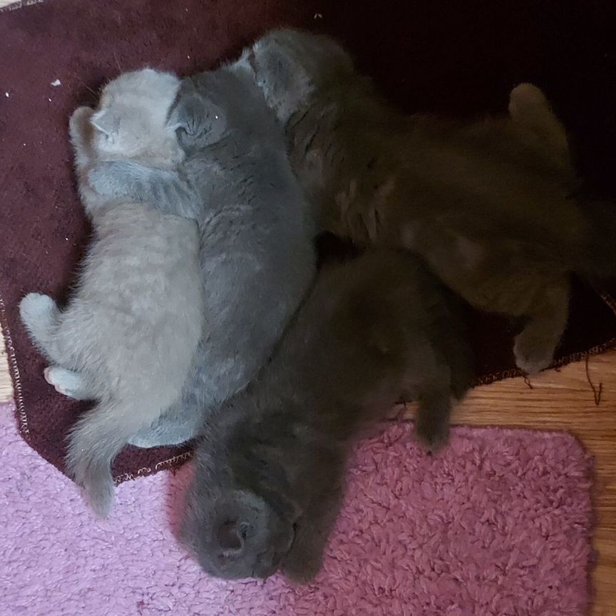 Британские вислоухие котята