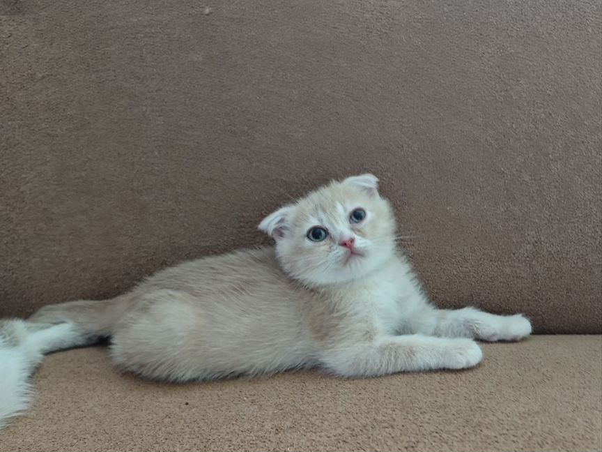 Рыжий(лиловый) котенок мальчик