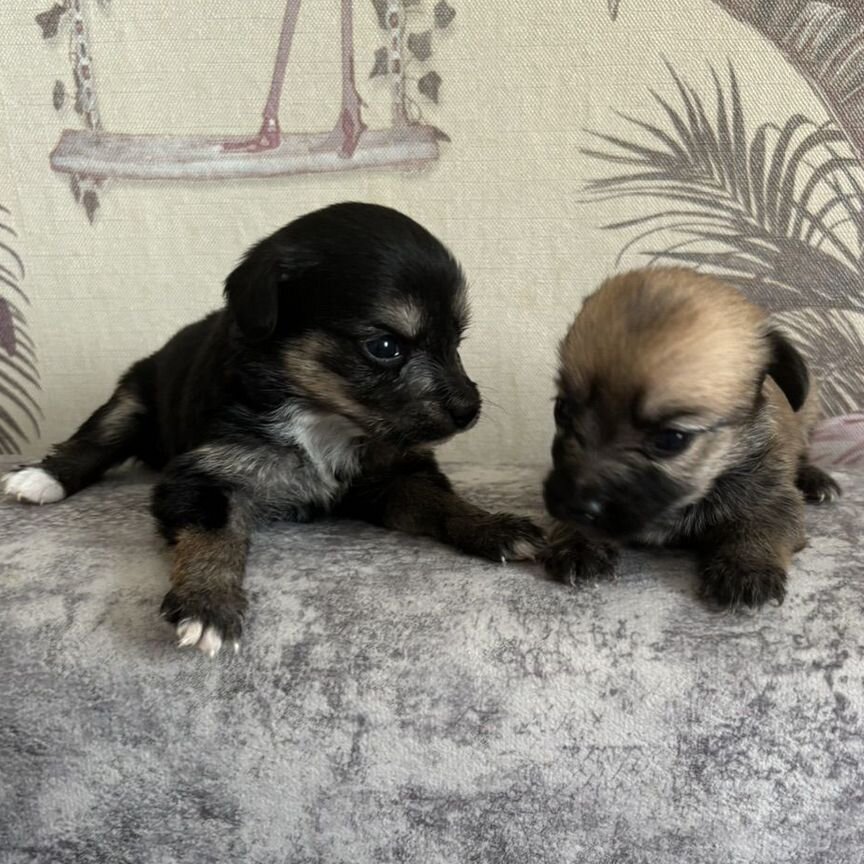 Йоркширский терьер щенки