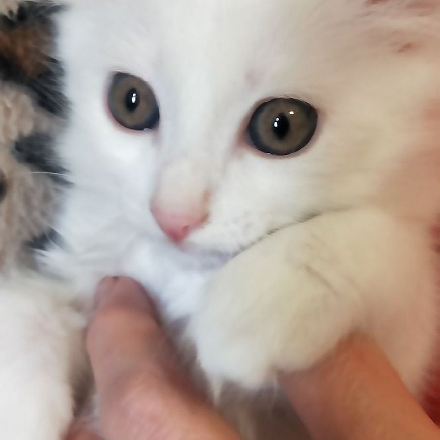 Котенок ангорка