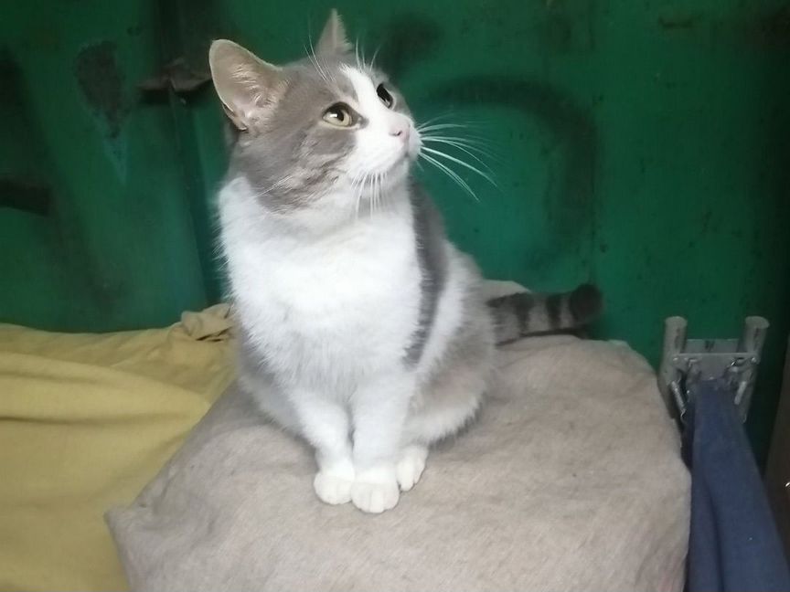 Кот
