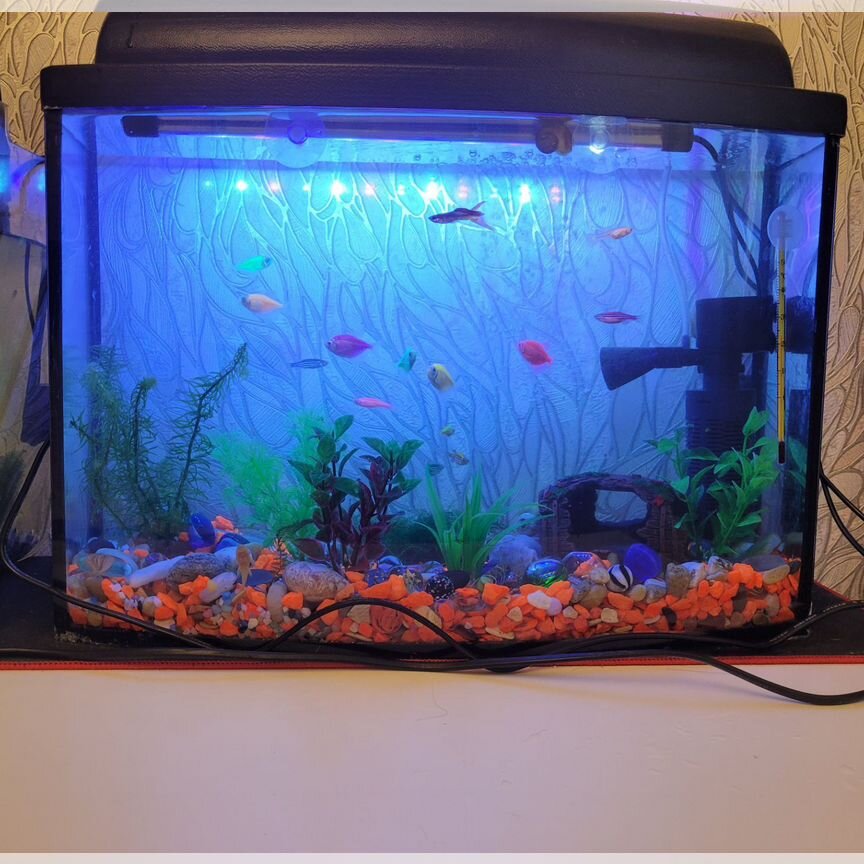 Готовый аквариум 25 литров, с рыбками и креветками