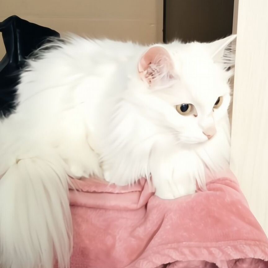 Взрослая кошка в добрые руки