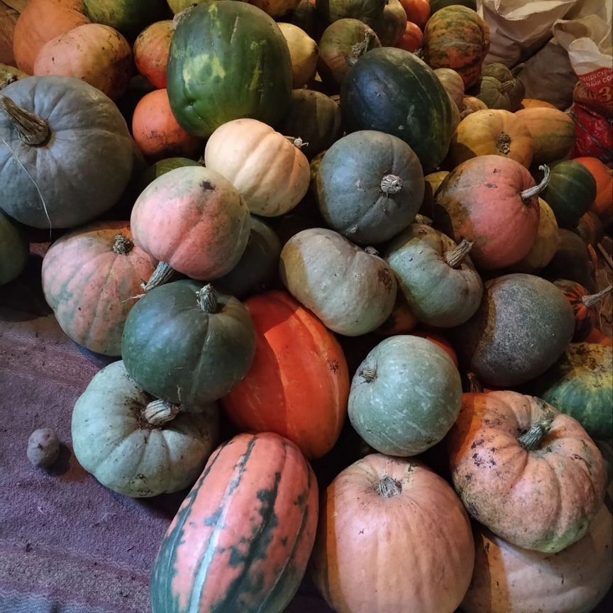 Тыква кормовая