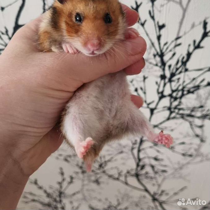 Отдам хомяка в добрые руки