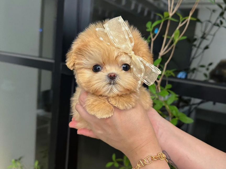 Мальтипу Тикап из Кореи