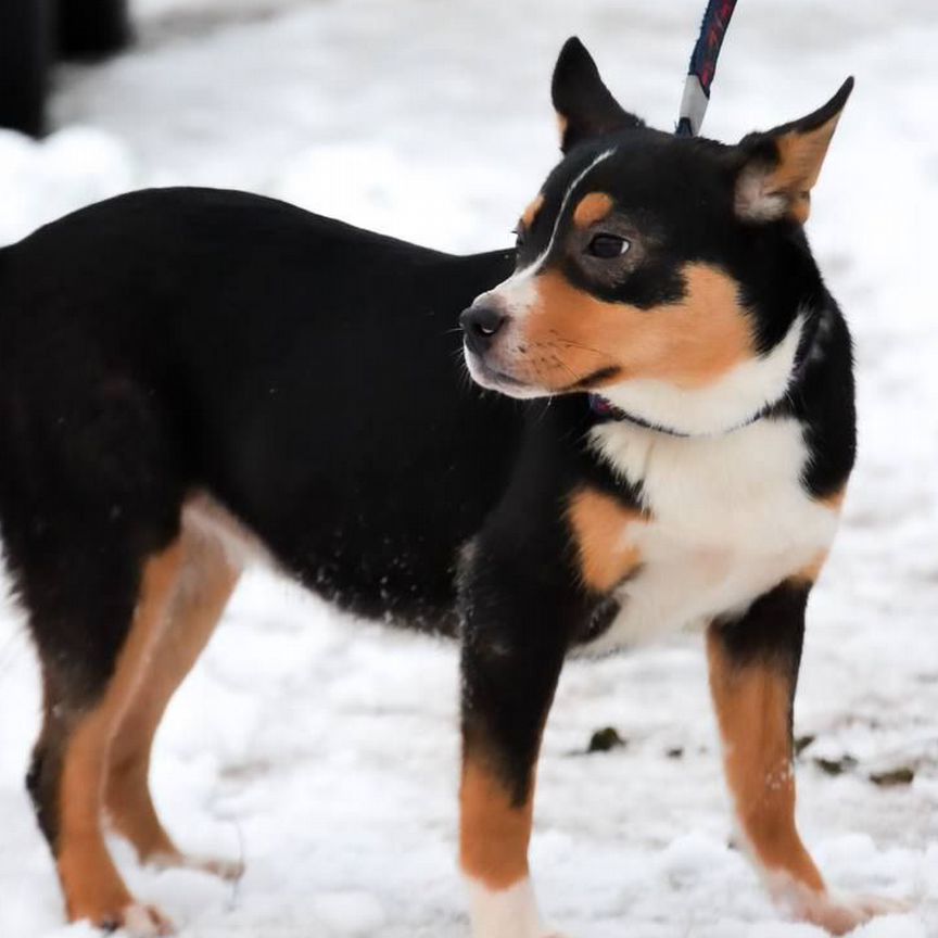 Американский булли, щенок