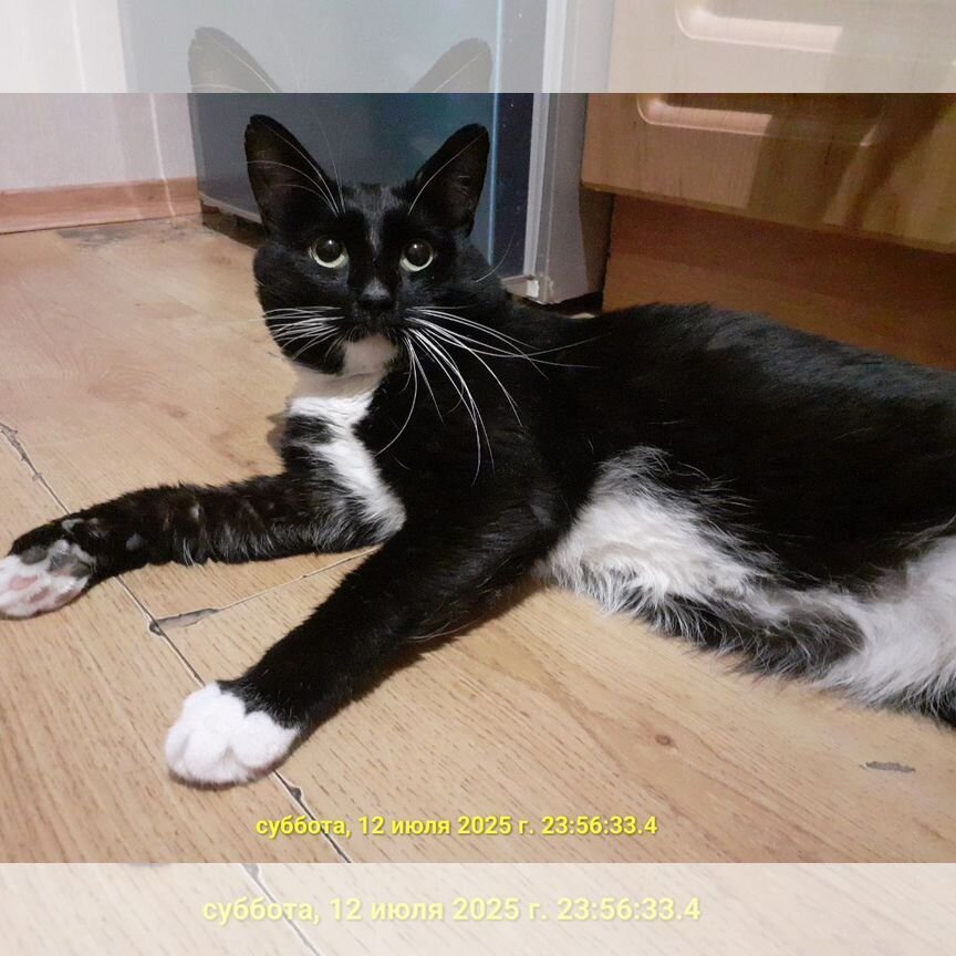 Котёнок в добрые руки