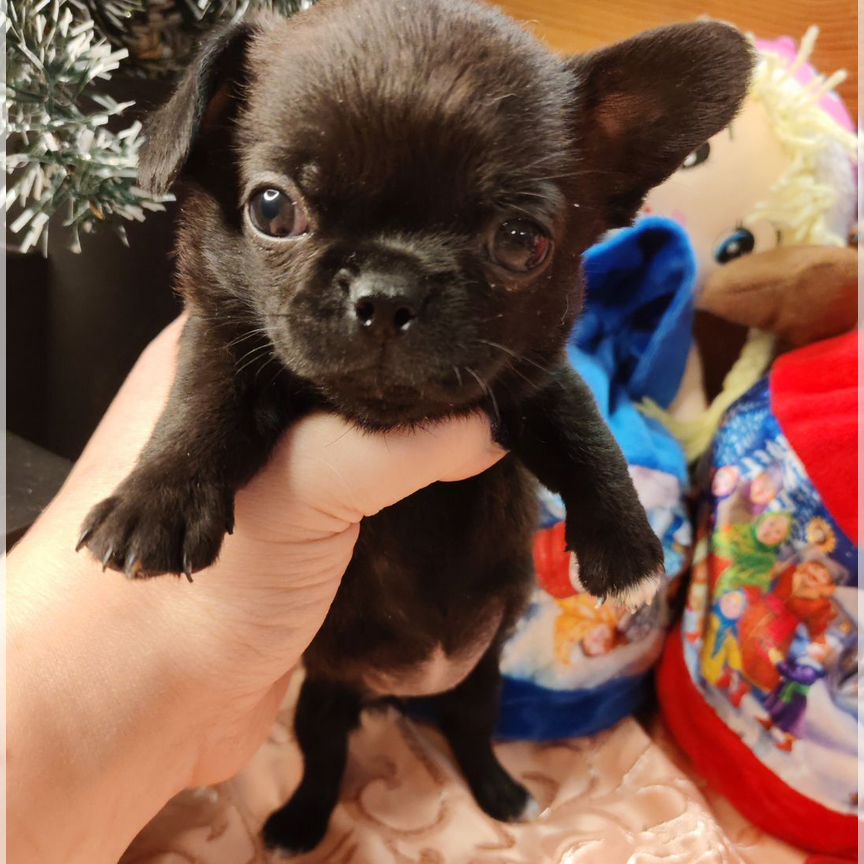 Чихуахуа, щенок