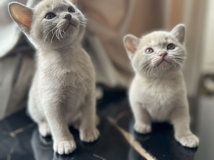 Бурманские котята