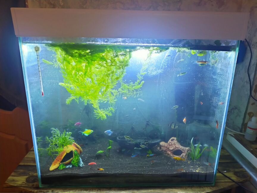 Продам аквариум со всем содержимым