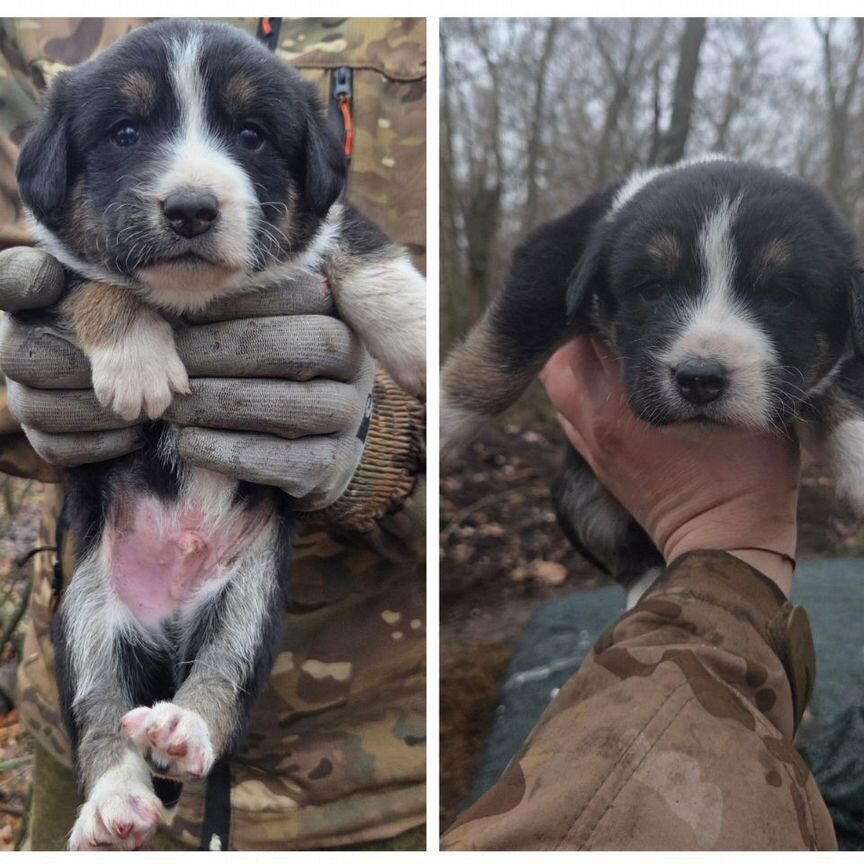 Щенок в добрые руки