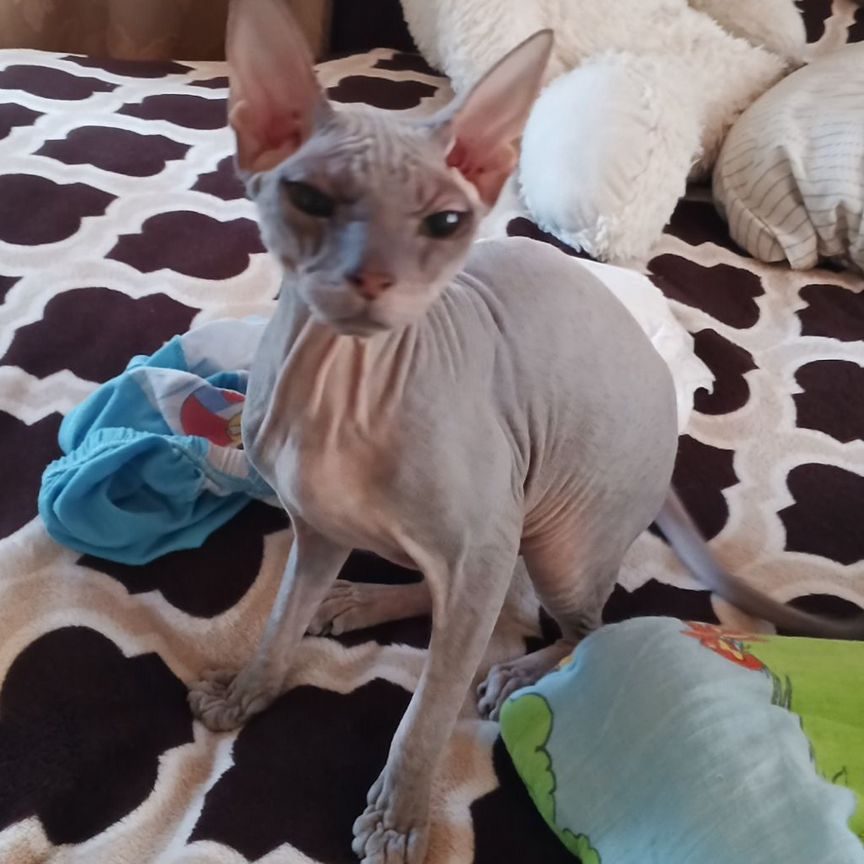 Взрослая кошка от частного владельца