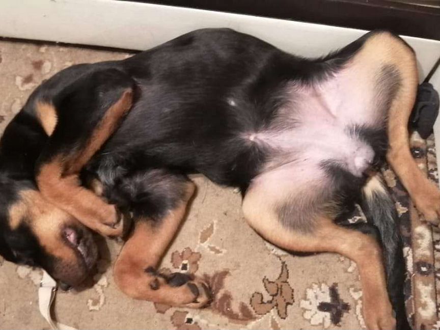 Вязка Ротвейлера(девочка)