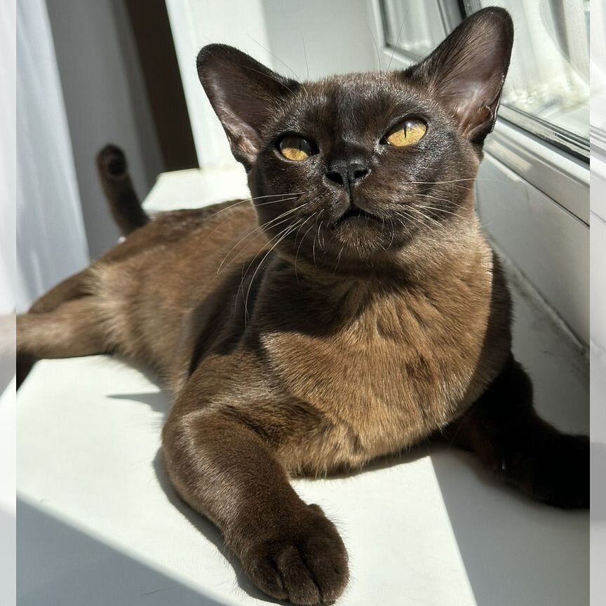 Бурманская кошечка