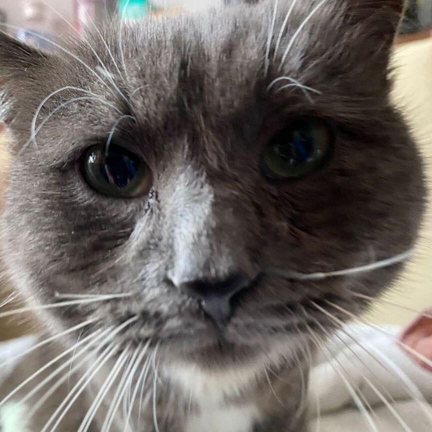 Котик серенький ищет дом