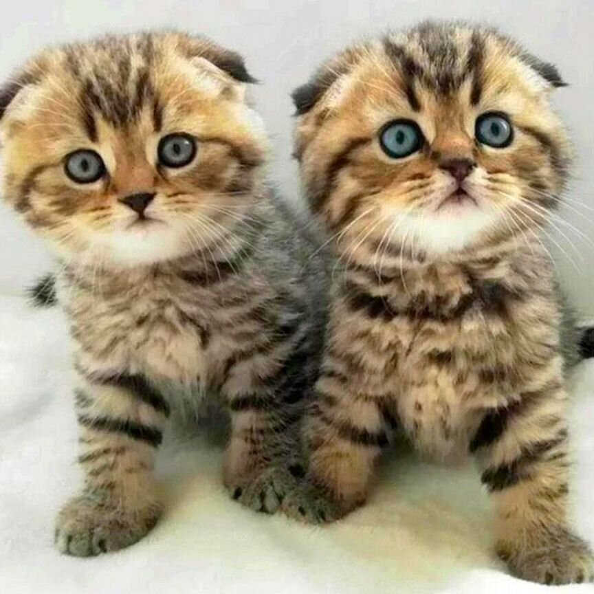 Вислоухий Тигрята)