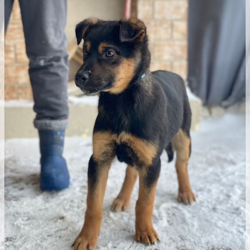 Щенок в добрые руки