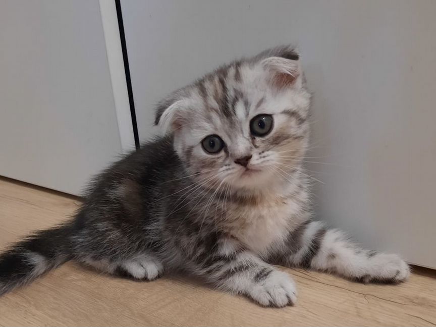 Шотландские вислоухие котята