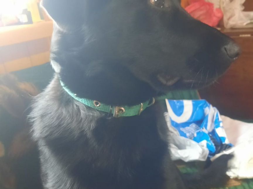 Потерялся щенок