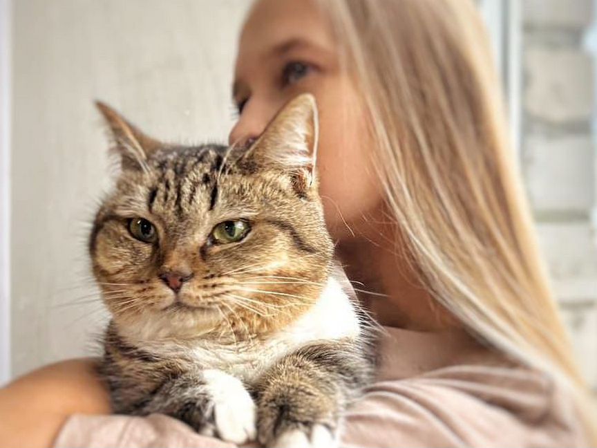 Кошечка Поля в добрые руки