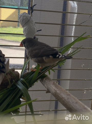 Амадины птенцы