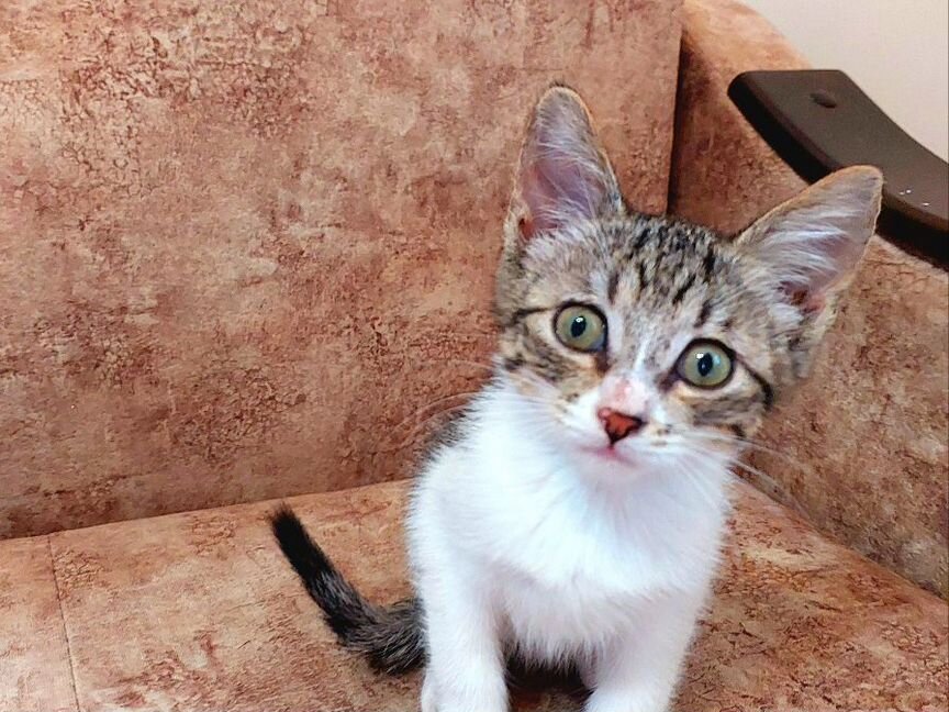 Василиса котенок в дар