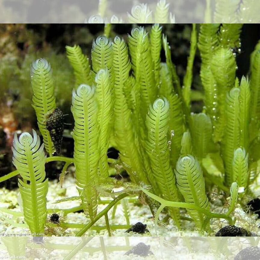 Каулерпа ёлочка, для морского аквариума