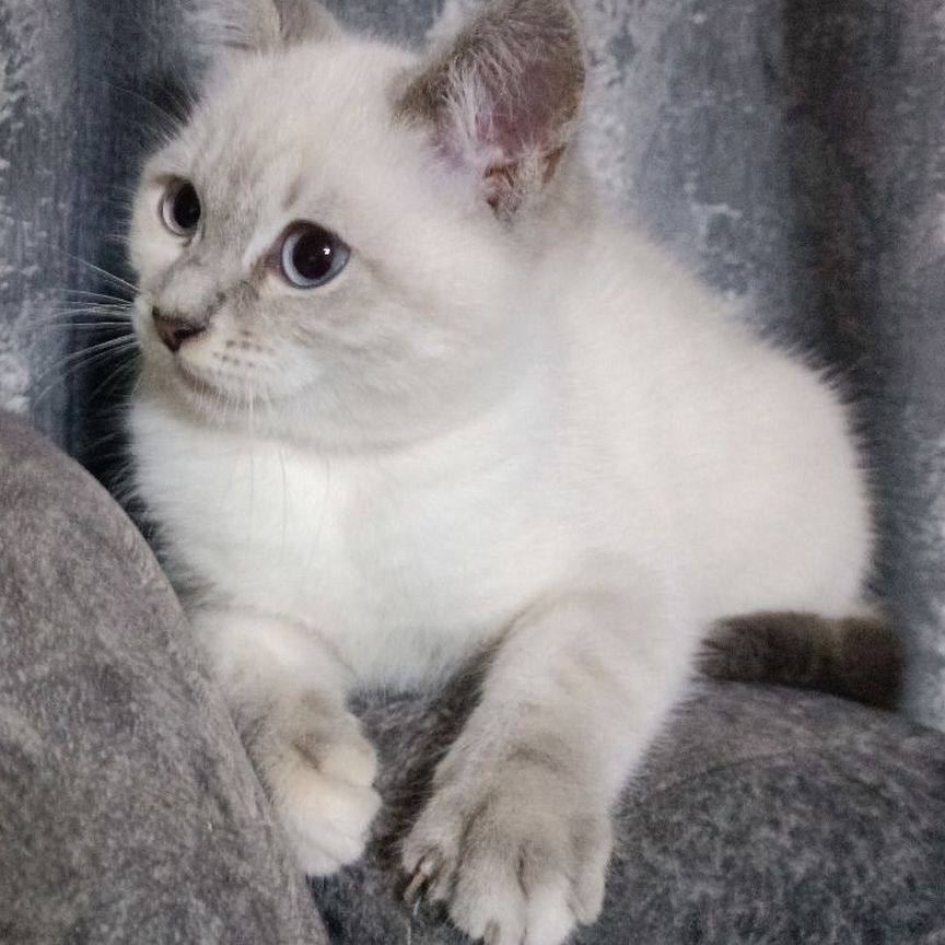 Отдам в добрые руки маленькую нежную кошечку