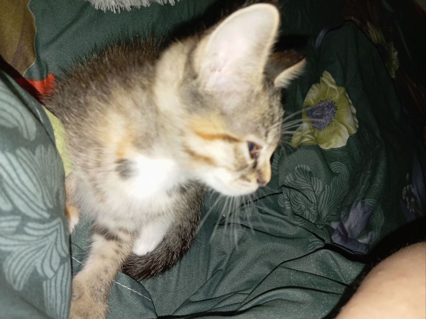 Котёнок девочка