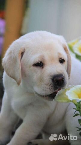 Щенки лабрадора