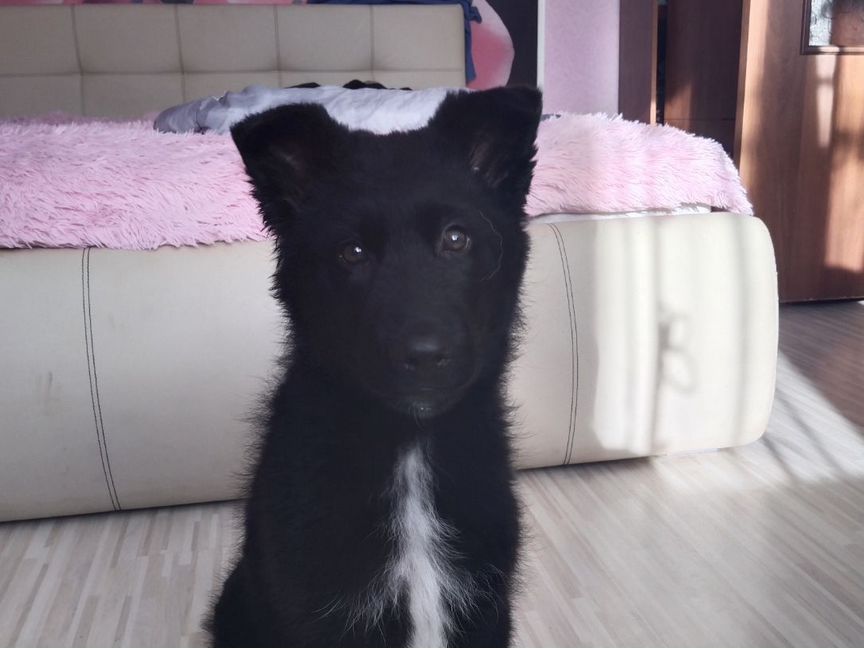 Черная немецкая овчарка