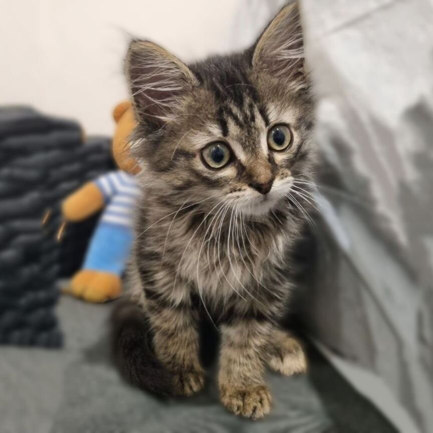 Котенок пушистый