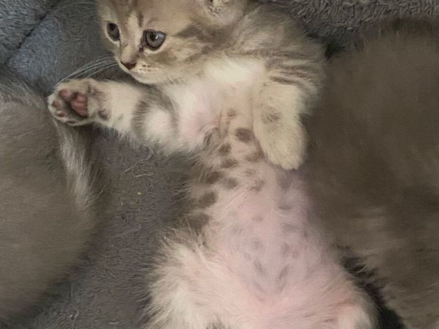 Котята