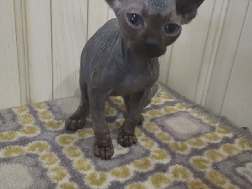 Чёрная девочка