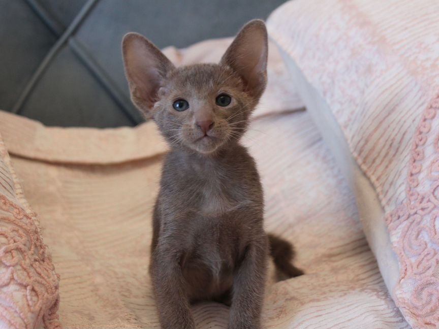 Ориентальные котята