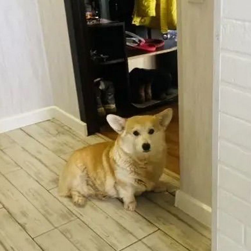 Вельш Корги Пемброк, щенок