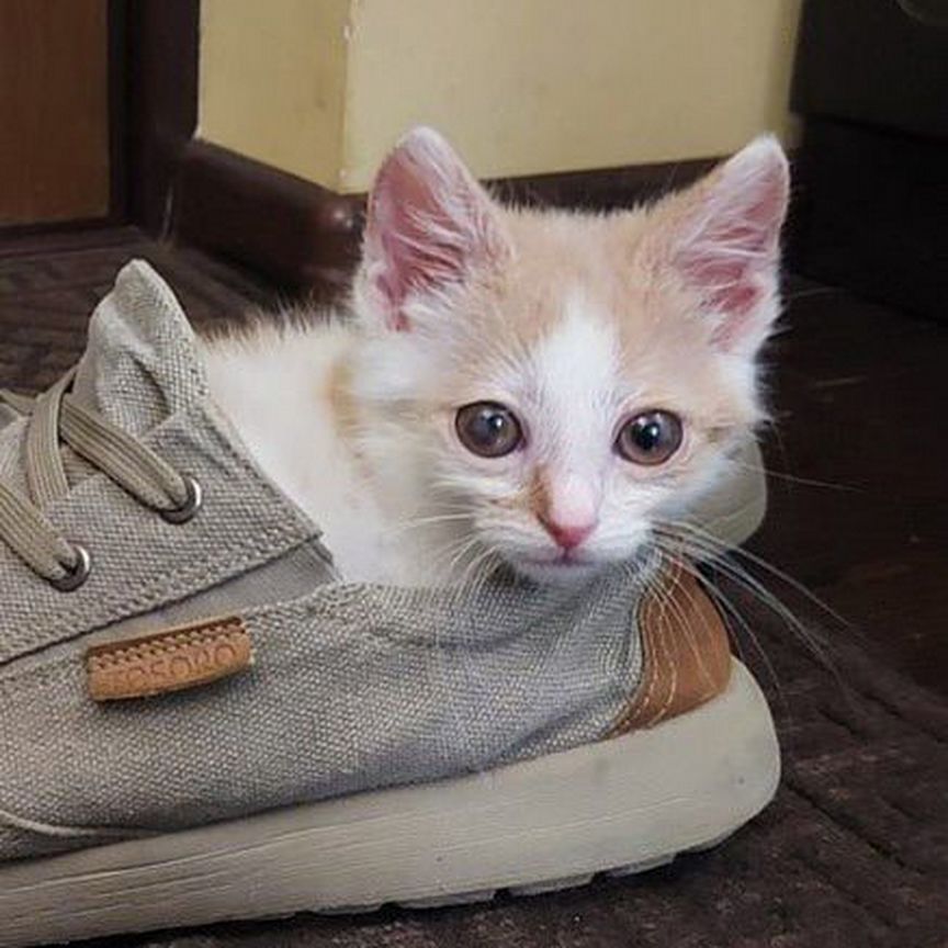 Рыжий котенок в добрые руки бесплатно