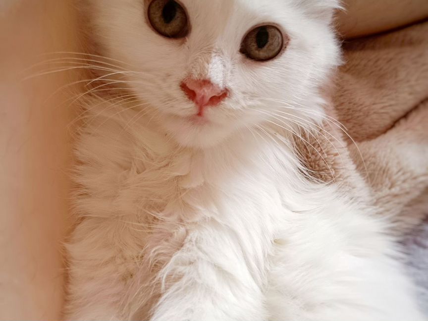 Кошка Окрошка