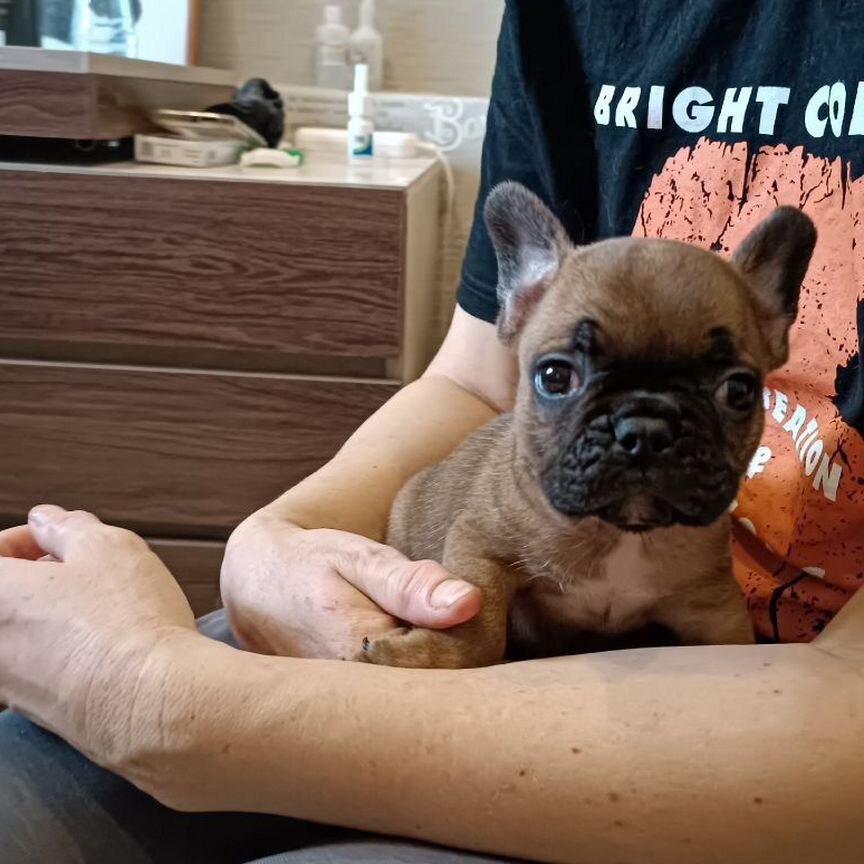 Французский бульдог, щенок