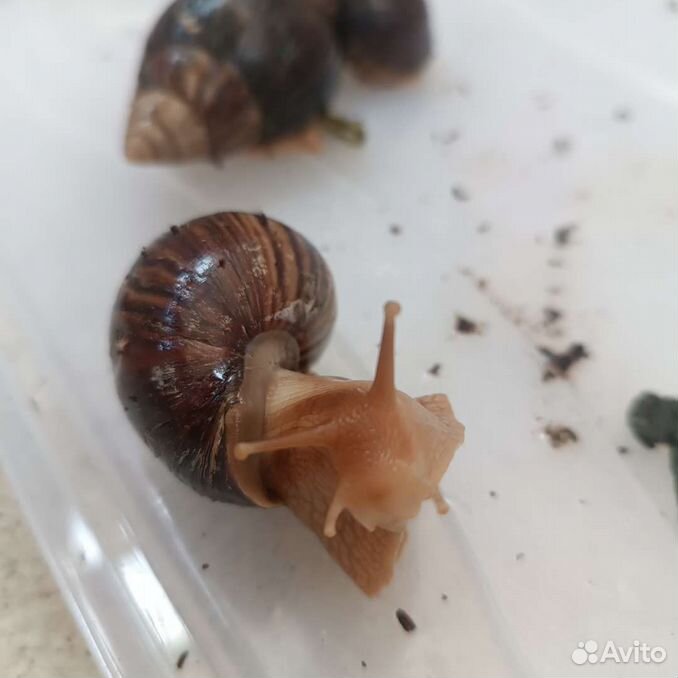 Улитки ахатины большие