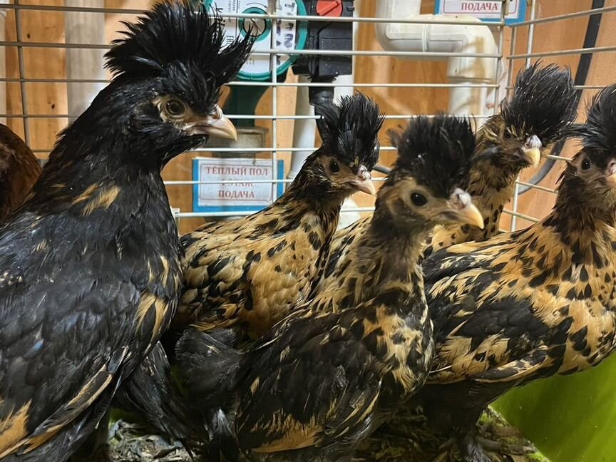 Павловские золотистые